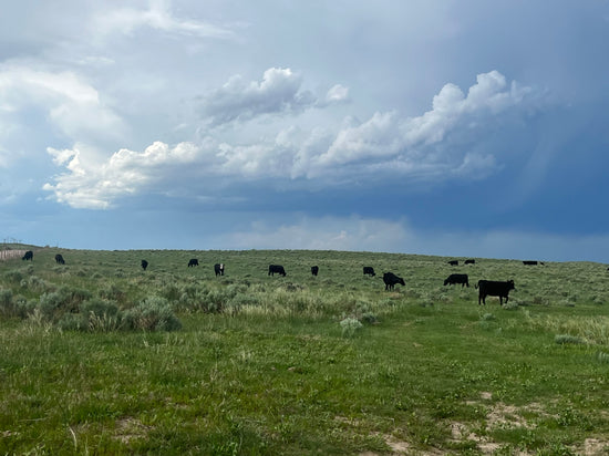 Prairie Bell Family Farms LLC